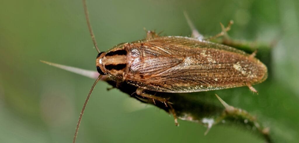 Cucaracha Alemana: Características, Hábitos y Control Eficaz